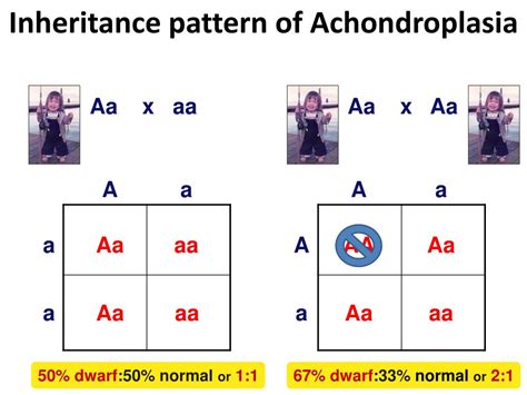 Ppt Goal 3 03 Interpret And Predict Patterns Of Inheritance Powerpoint Presentation Id 4059954