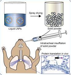 喷雾干燥的脂质纳米颗粒制剂能够实现 mRNA 的气管内递送 Journal of Controlled Release X MOL
