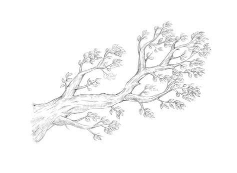 Tree Branch Sketch At PaintingValley Com Explore Collection Of Tree Branch Sketch