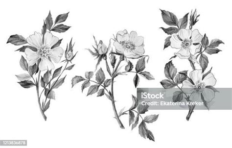 손으로 그린 식물 그림 연필로 그려진 로즈 힙은 흰색으로 분리되어 있습니다 포스터 엽서 디자인 벽지용 꽃 0명에 대한 스톡 벡터 아트 및 기타 이미지 Istock