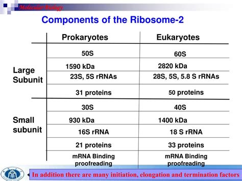 PPT O RRNA Processing And Ribosomes O TRNA Processing RNase P And Ribozymes PowerPoint