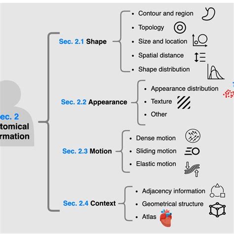 PDF Anatomy Aided Deep Learning For Medical Image Segmentation A Review