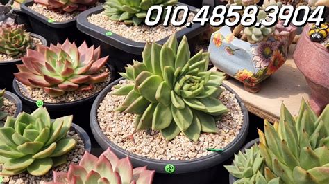 98 물들어가는 다육이창 모음 힘줄이 뚜렷하고 카리스마 잔뜩인 창들 구경하세요 01048583904 전국택배가능 Youtube