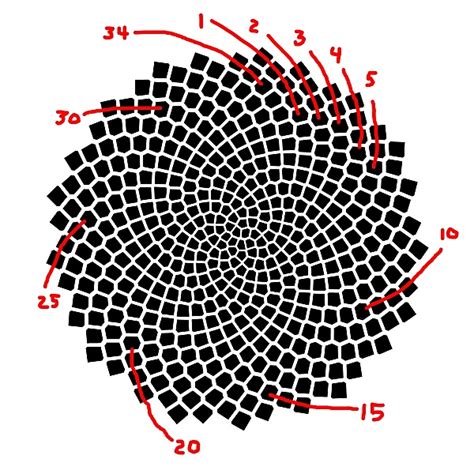 Lets Talk Maths Fibonacci Sequence In Sunflower