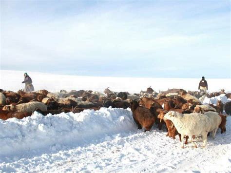 21 аймгийн 4500 малчны дансанд 700 мянган төгрөгийн дэмжлэг шилжүүлсэн