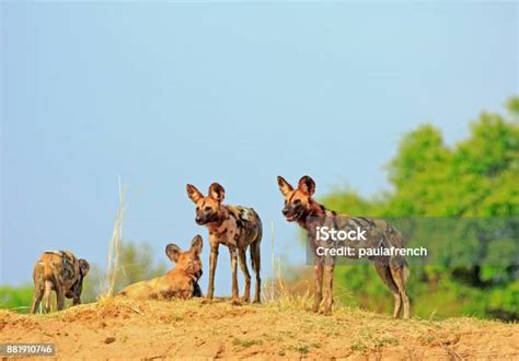 South Luangwa 국립 공원 잠비아에에서 무성 한 녹색 부시와 활기찬 푸른 하늘에 서 있는 야생 개 경고 팩 강 바닥에 대한 스톡 사진 및 기타 이미지 Istock