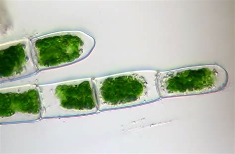 Algae Microscope