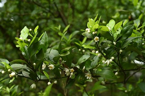 キシュウミカンきしゅうみかん紀州蜜柑 庭木図鑑 植木ペディア