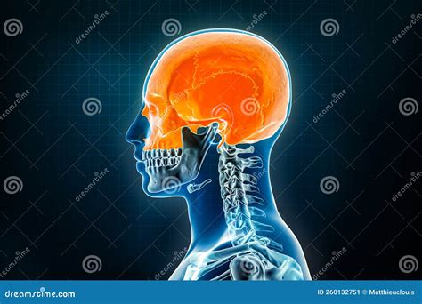 Cranium Or Skull Bones X Ray Lateral Or Profile View Osteology Of The Human Skeleton 3d