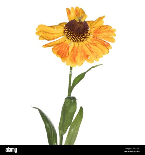 Helenium Mardi Gras Helens Flower Isolated On A White Background