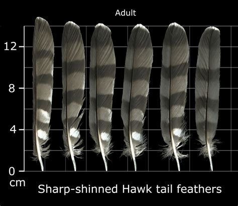 The Feather Atlas Feather Identification And Scans Artofit