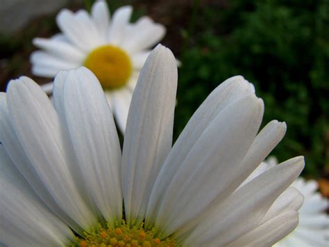 Tensorflow For Poets