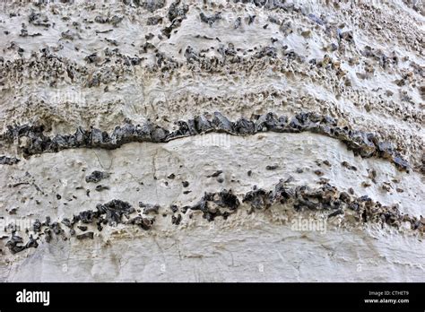 Rock Layers Containing Flint Chert Exposed In Chalk Cliff By Erosion