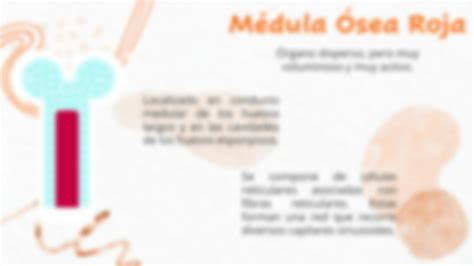 Solution Eritropoyesis Diapositivas Studypool