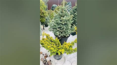 Плюмоза Аурея) продажа в телеграмм,( ссыль в комментариях) - YouTube