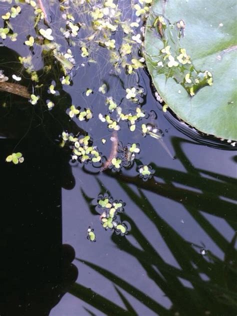 Uk Pond Unknown Worm Thing Rwhatsthisbug