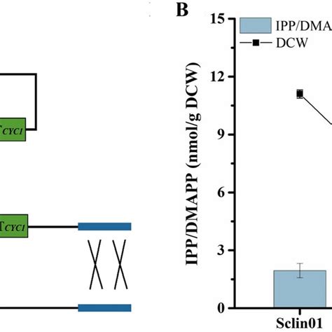 Effect Of Introducing The Iup On The Synthesis Of Ipp And Dmapp A