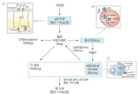철결핍빈혈 치료 Overview Metamedic