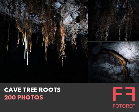 200 Photos Of Cave Tree Roots FlippedNormals