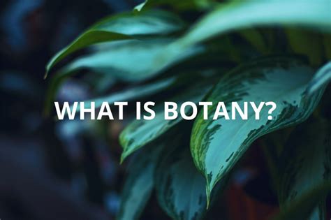 What Is Botany ☘ Meaning Of Botany In Science And As Career Path