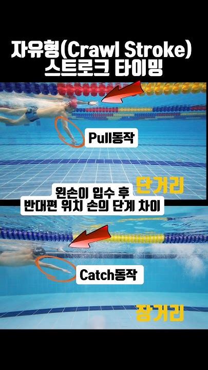 자유형 스피드 스트로크 타이밍 훈련 수영 Swimming Crawl Youtube