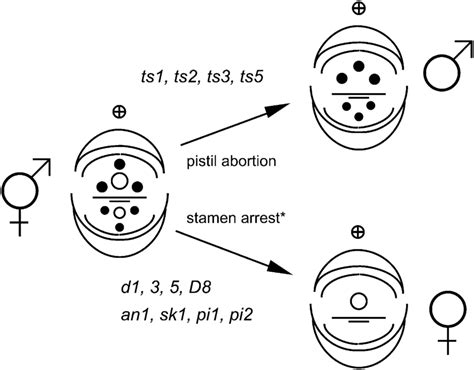 Sex Determination Pathway In Maize Maize Floral Diagrams Showing An