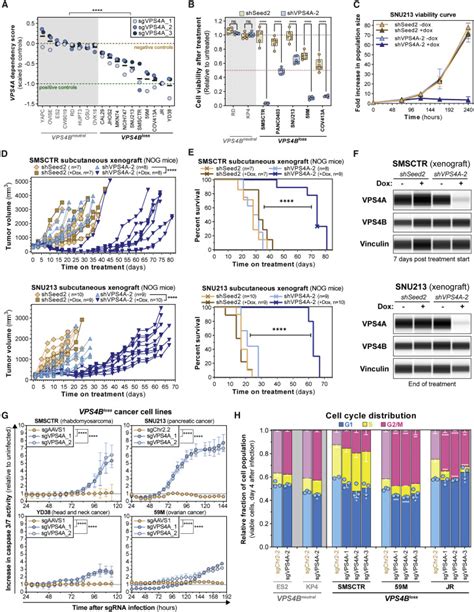 Synthetic Lethal Interaction Between The Escrt Paralog Enzymes Vps4a And Vps4b In Cancers