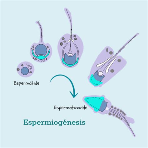 Espermatogénesis Procesos Genéticos Y Embriológicos