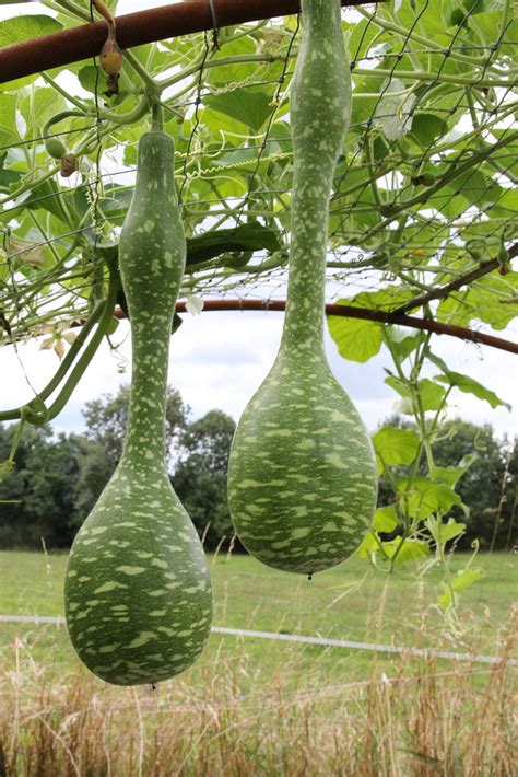 Img2043 Courges Suspendues Emmanuel Verheyden Flickr