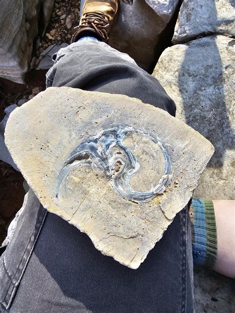 Found In West Ky R Fossilid