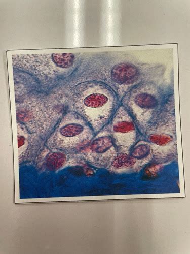 Tissue Types Flashcards Quizlet