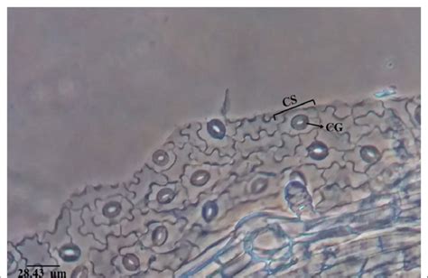 Paracytic Type Stomata Subsidiary Cells Cs Parallel Guard Cells Download Scientific Diagram