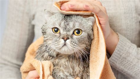 Как помыть кошку ЗооБлог