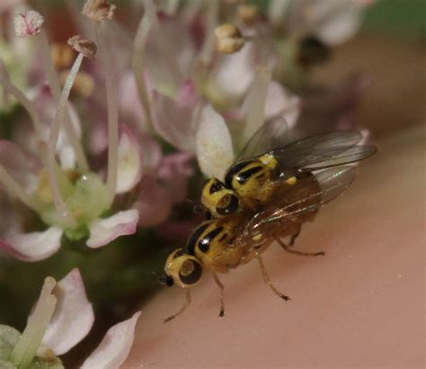 Chlorops Sp Chlorops Sp Naturbasen
