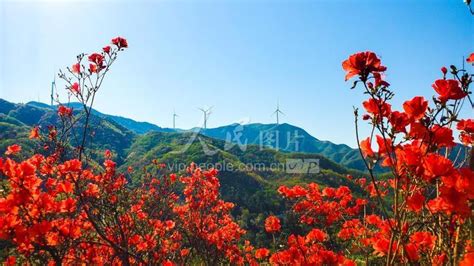 湖南常宁杜鹃花开 人民图片网