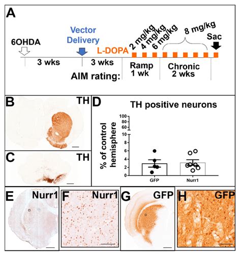 Experimental Design And Model Validation A Experimental Timeline Download Scientific Diagram