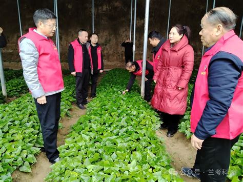 中国作物学会甘薯专业委员会专家团队前往开封市兰考县开展“惠民兴县”科技志愿服务活动河南省农村专业技术协会河南省科学技术协会