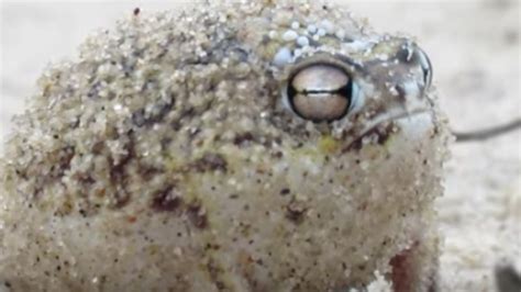 This Frog Has The Most Adorable Squeak Listen