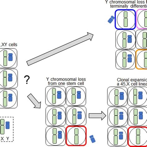Two Possible Scenarios For Mosaic Loss Of The Y Chromosome In Elderly