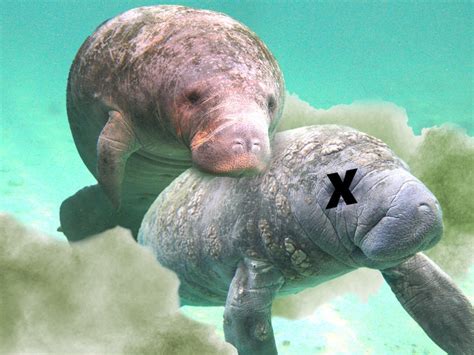 Hugh The Manatee Dies After High Intensity Sex With Brother Buffet Hugh The Manatee Dies After High Intensity Sex With Brother Buffet