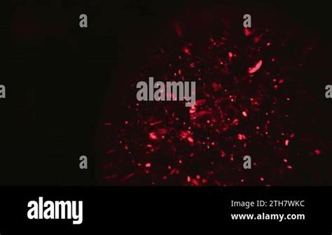 Cell Division Formation Of Morula And Embryo The Concept Of The Ovum