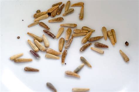 What Do Aster Seeds Look Like Storables