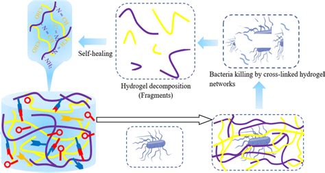 Illustration Of Antimicrobial Hydrogel Networks Capable Of Quick And Download Scientific