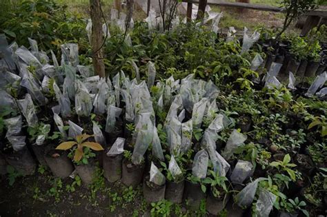Can Avocados Grow In Alabama 4 Must Have Requirements