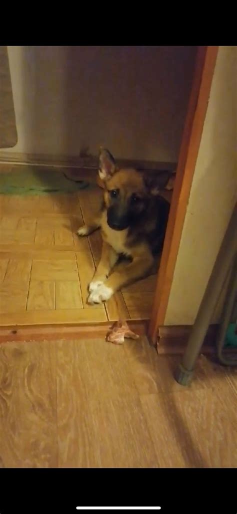 ☂ ☂ ☂ Нижегородская обл Девочка Леди 4 месяца ищем хорошую и любящую семью Малышка с