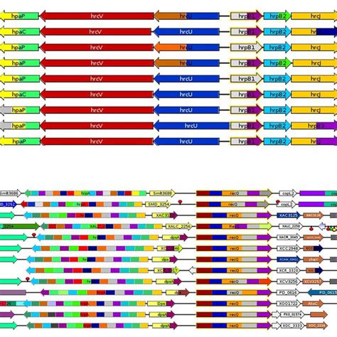 A B Schematic Diagram Of Different Xanthomonas Spp That Belong To