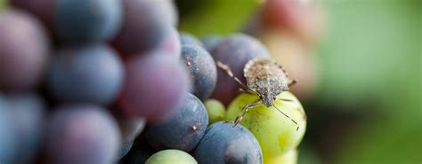 Non Native Stink Bugs Lay Some Stank On Oregon Crops College Of Agricultural Sciences