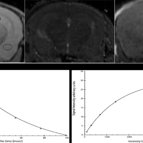Top Images Of Coronal Mouse Brain Slices From Left To RightRARE Download Scientific Diagram