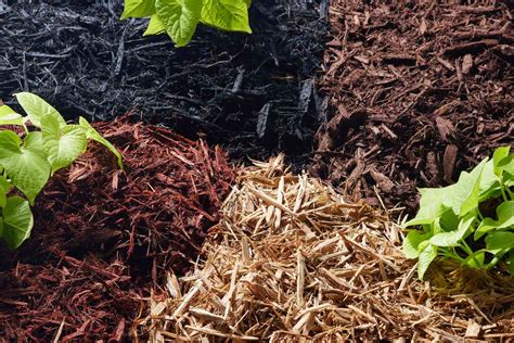Benefits And Advantages Of Using Organic Mulch Natural Mulch In