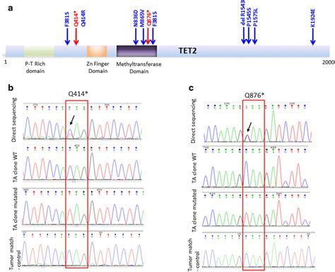 Schematic Representation Of Tet2 Protein And Distribution Of Mutations